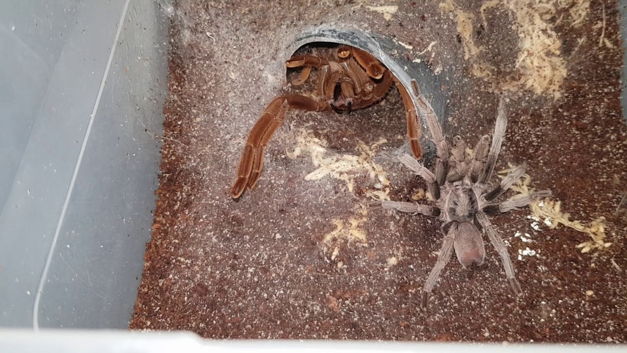 Phlogius Rubiseta Tarantula Mating Unsuccessful - YouTube
