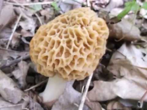 Monster Missouri Morels 5/7/13 - YouTube