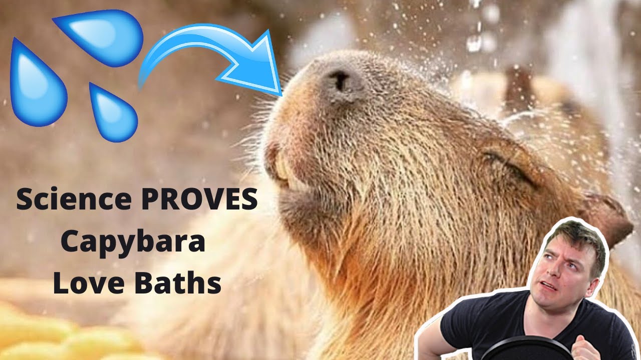 Science *PROVES* Capybaras Love Hot Baths - YouTube