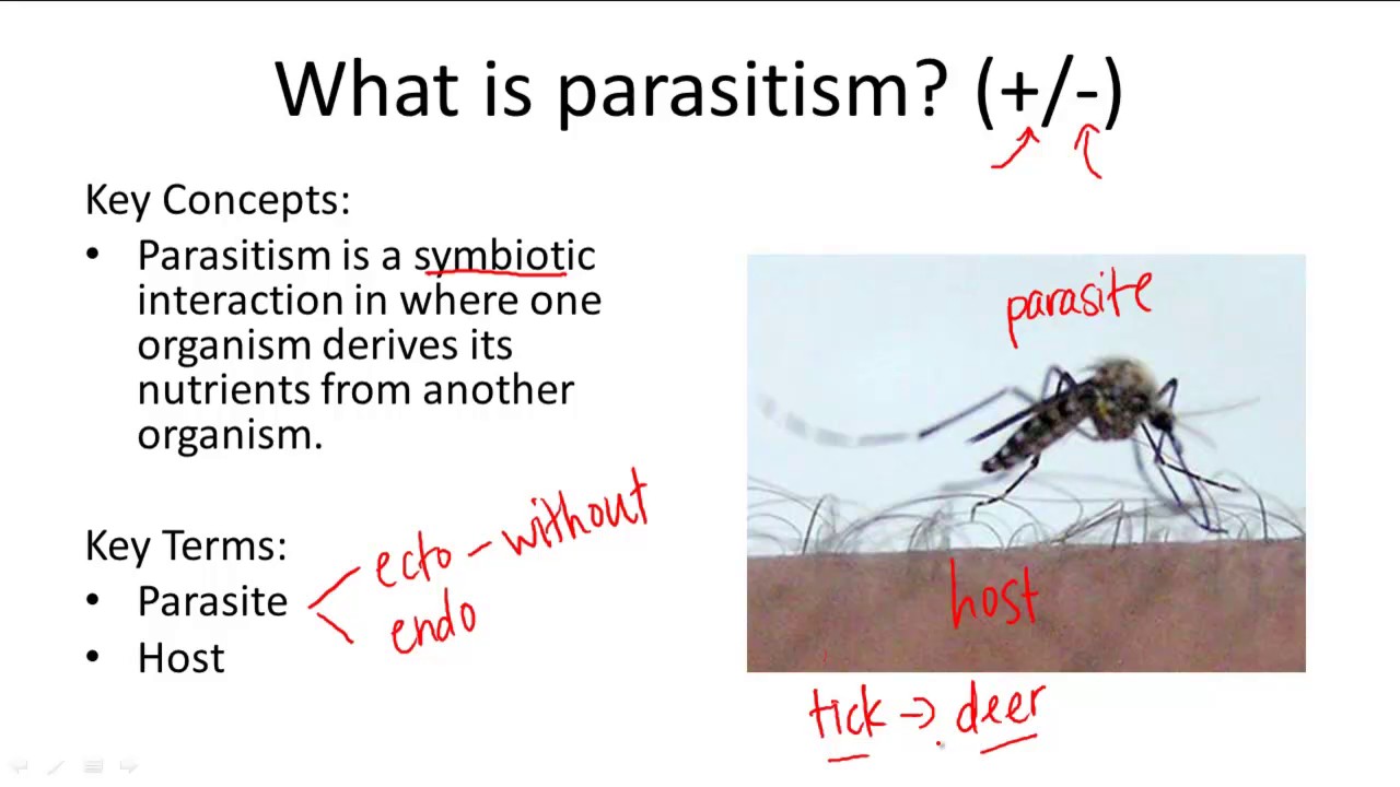 Parasitism - YouTube
