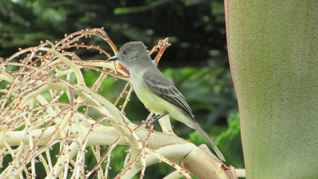 CANTO DEL COPETON CAPIROTADO/DUSKY-CAPPED FLYCATCHER (Myiarchus ...