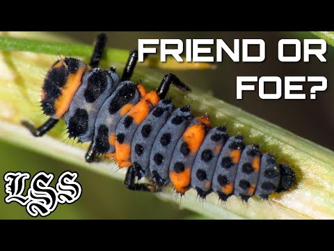 Why Do Insects Live In Soil