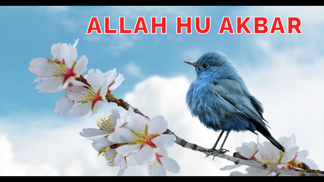 Allah Hu Akbar | Islamic Kids Poem | Educational Poem | Nasheed For ...