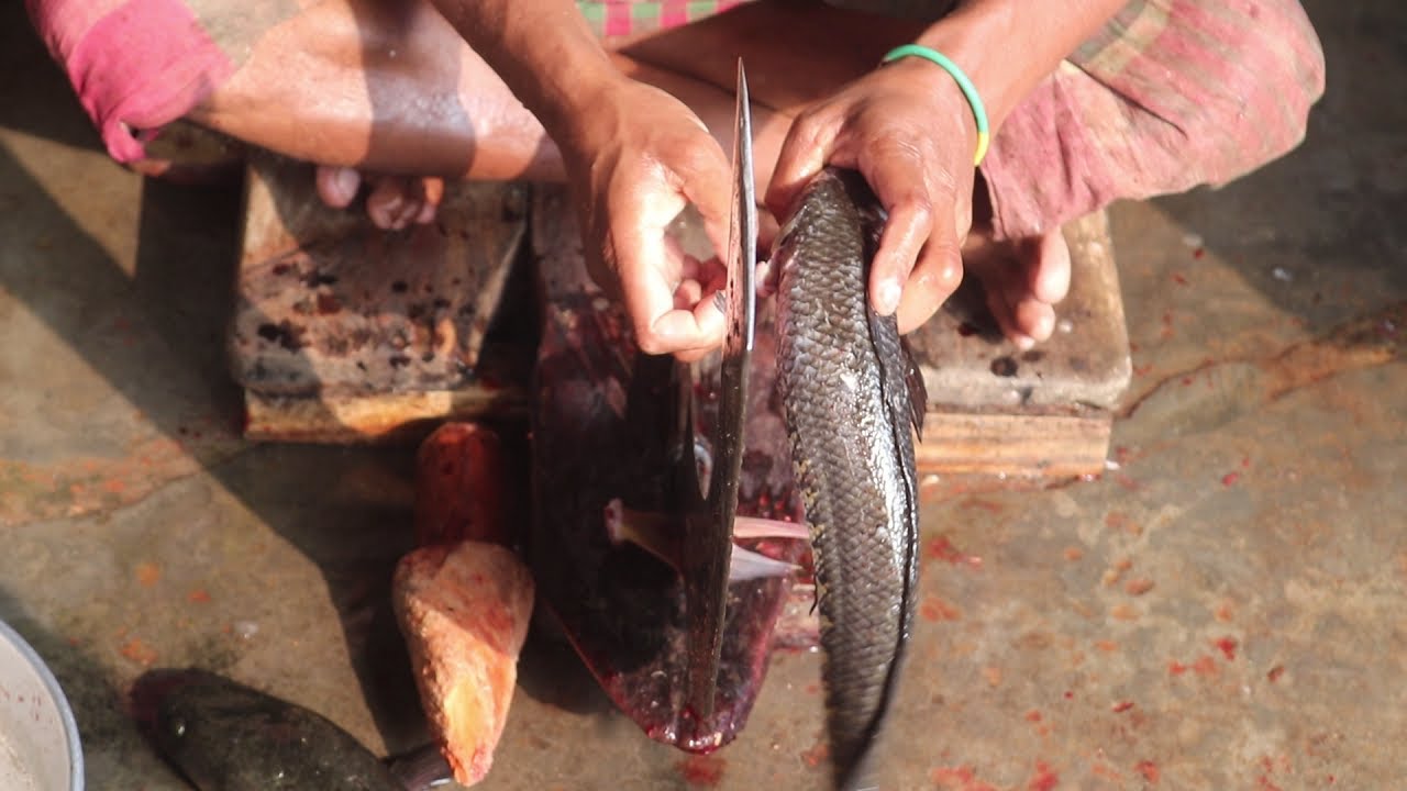 How to cut Live Shol fish (channa striata) at home || fish cutting ...