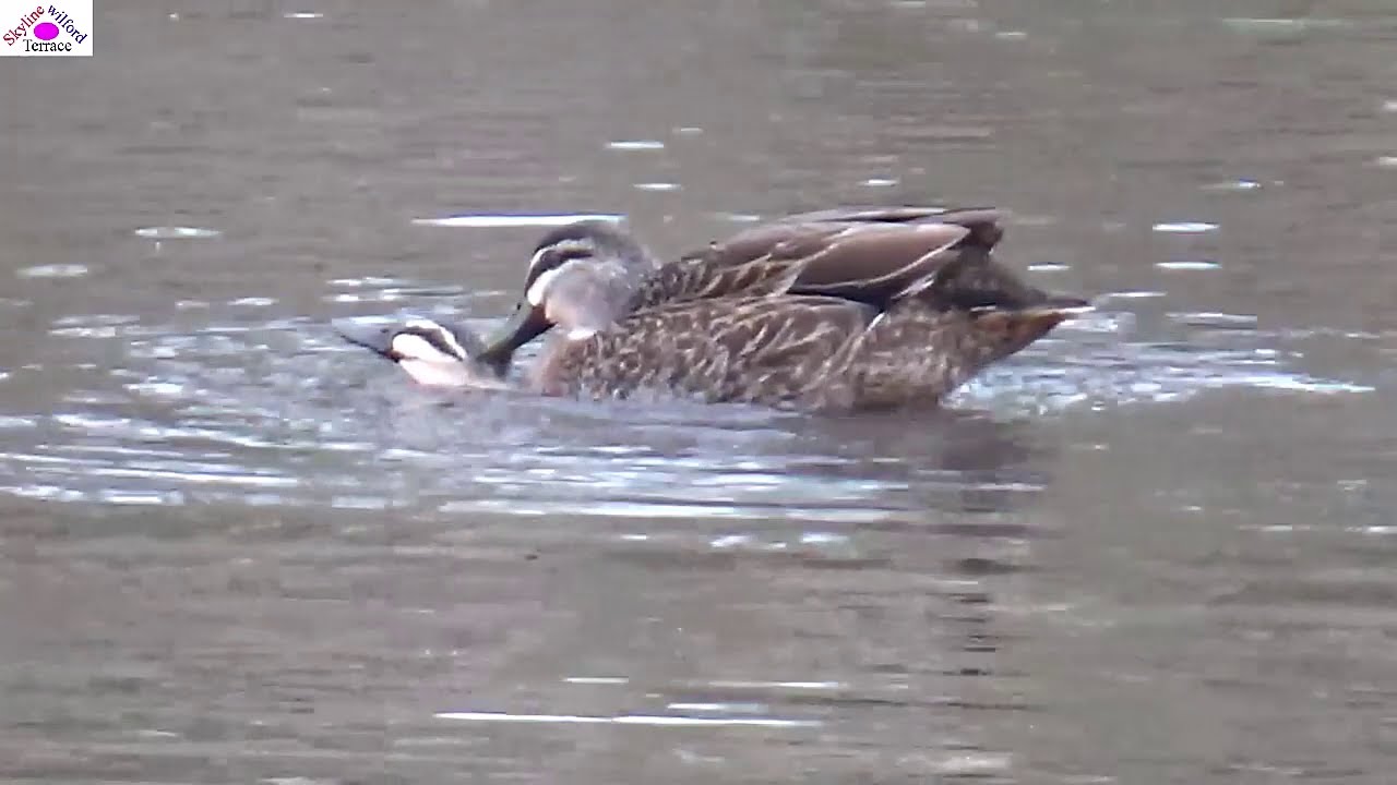 Duck mating of 4 different couples in water - YouTube