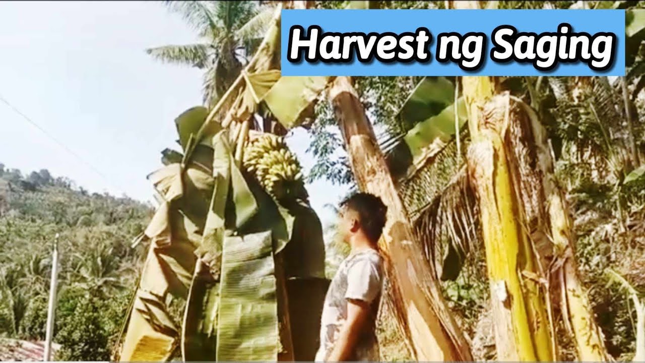 harvest nang saging sa Mk. @MIAKALOKA @NononVlog - YouTube