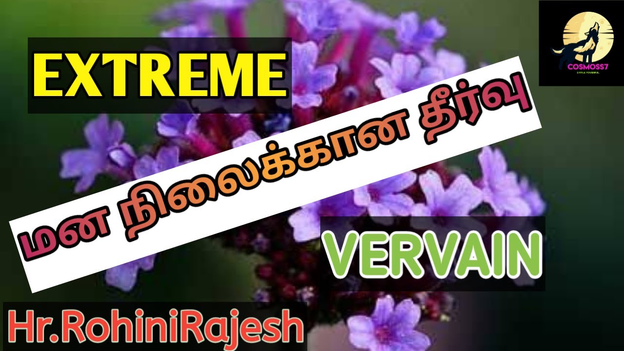 VERVAIN - THE ENTHUSIASM FLOWER | Hr.ROHINIRAJESH | COSMOSS7 - YouTube