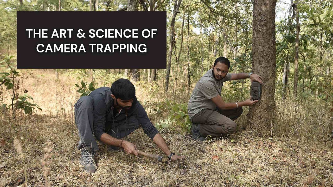 The Art & Science Of Camera Trapping - YouTube