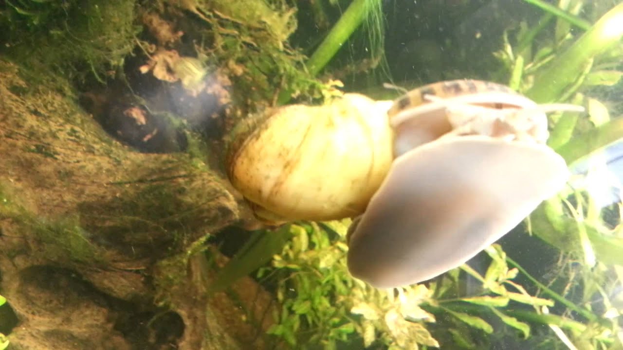 Irish porn "Snails getting it on" - YouTube