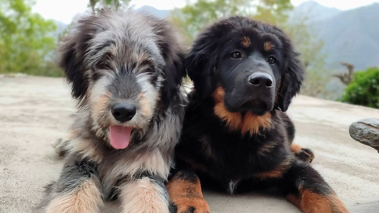 Gaddi & Baan Gaddi Dog - YouTube