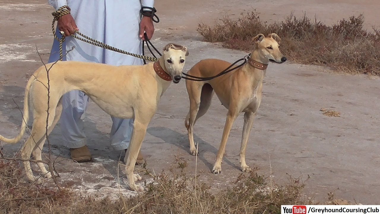 shikari desi dogs in pakistan - YouTube