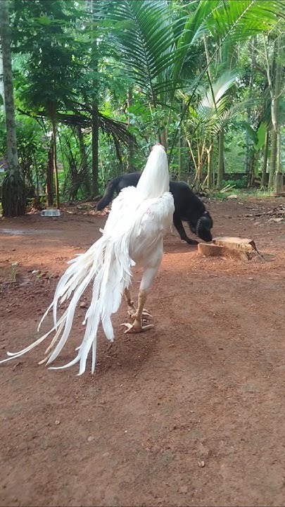 Amazing white collections/Rk collections/Royal RK Aseel/Ep:151/ - YouTube