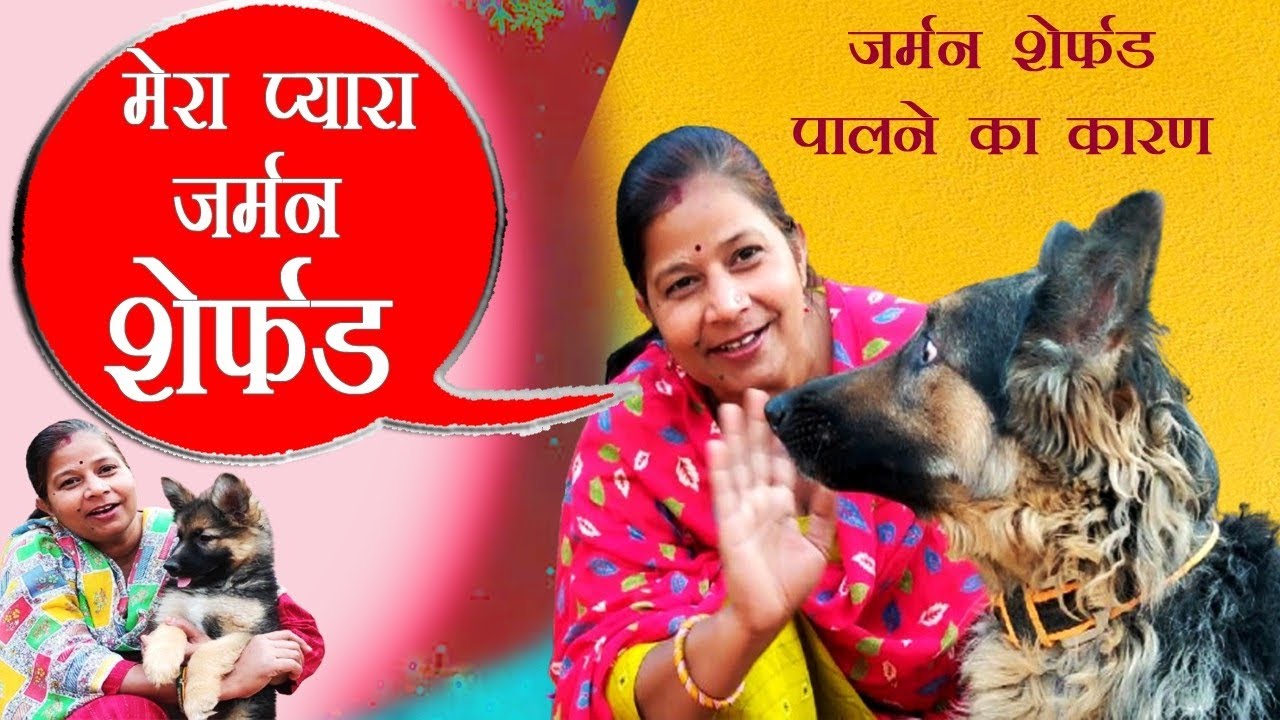 Mera Pyara German Shepherd,🐕‍🦺 जर्मन शेफर्ड डॉग्स ब्रीड्स पालने का सबसे ...