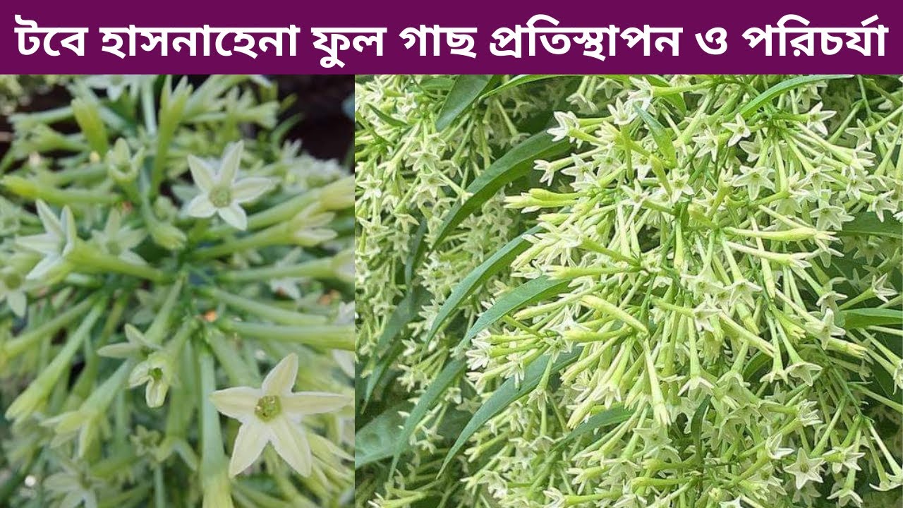 টবে হাসনাহেনা ফুল গাছ প্রতিস্থাপন ও পরিচর্যা । How to grow Night ...