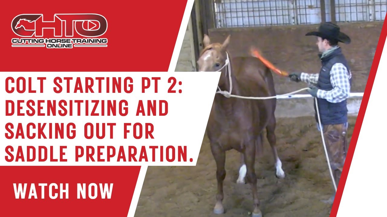 Colt Starting Pt 2: Desensitizing And Sacking Out For Saddle Preparation. - YouTube