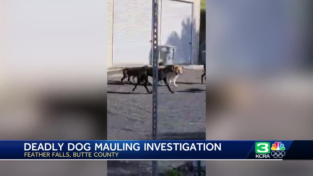 Neighbors upset after Butte County woman mauled to death by dogs - YouTube
