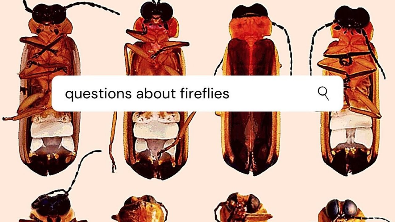 Top 5 Burning Questions about Fireflies: A Southeast Asia Special - YouTube