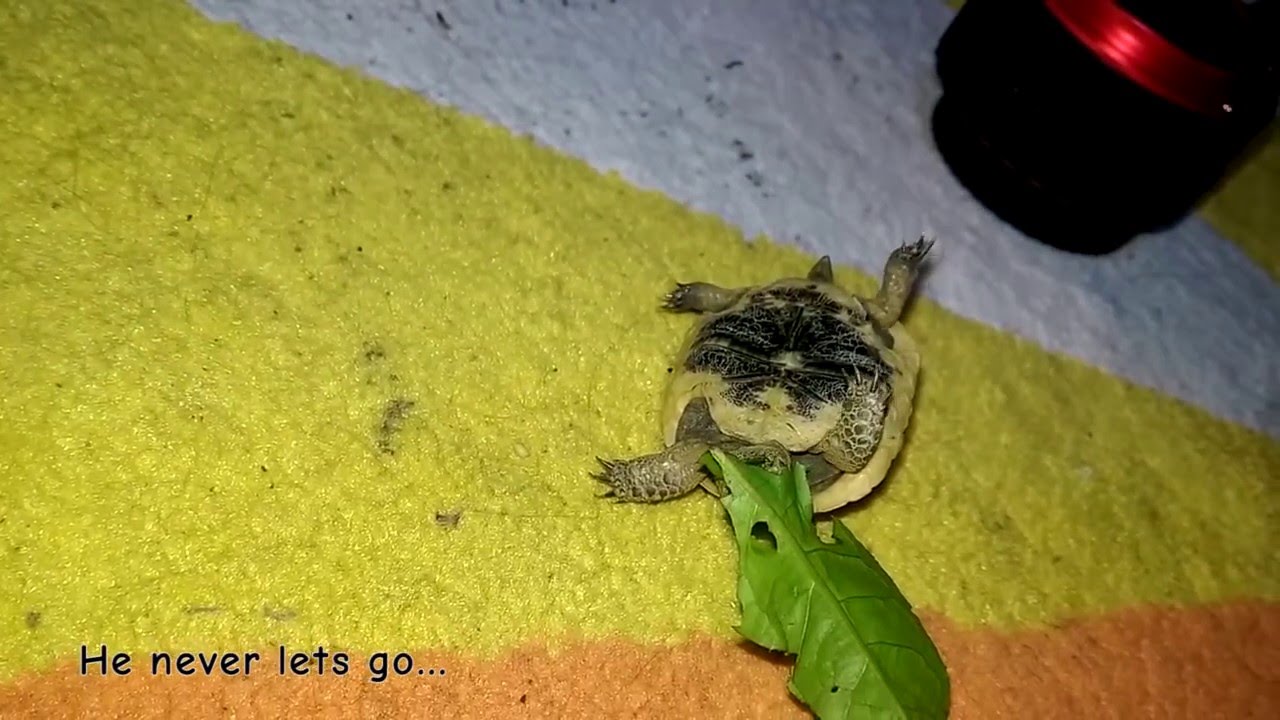 Baby Tortoise does a roly poly front flip | Toby.TV - YouTube