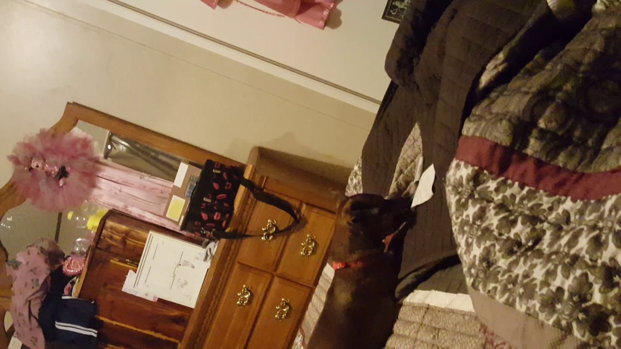 My Chiweenie, Pickle, loves to fling rubber bands! - YouTube