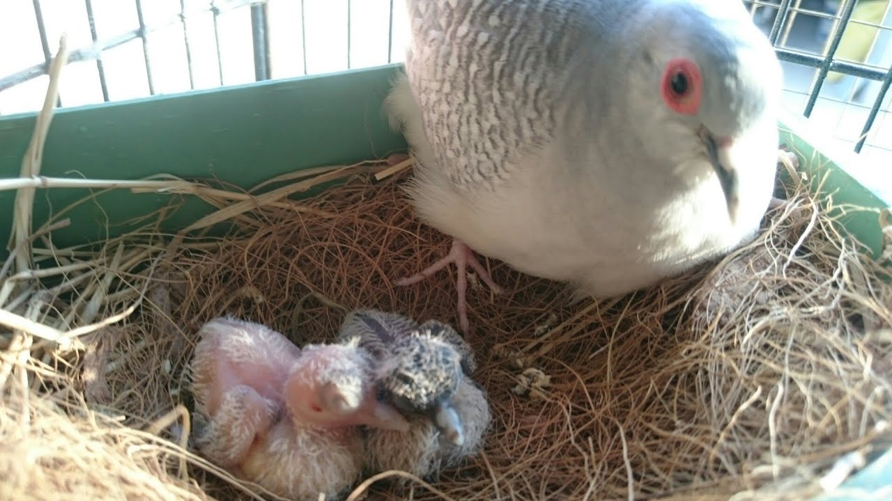 Diamond Dove Setup setting change ll Breeding Diamond Doves - YouTube