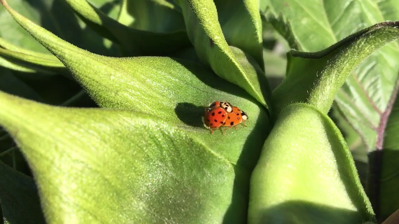 Ladybug Sex Youtube