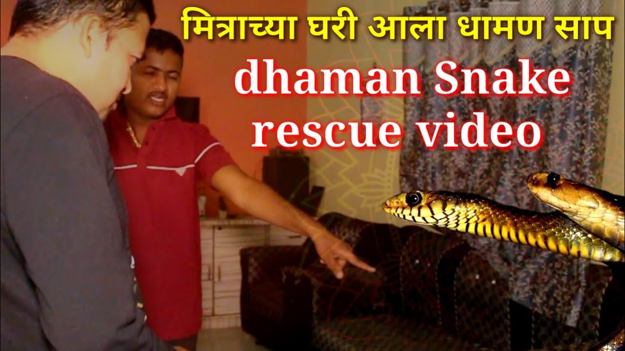 Indian Rat Snake Dhaman rescue / माझ्या मित्राच्या घरी आढळला धामण ...