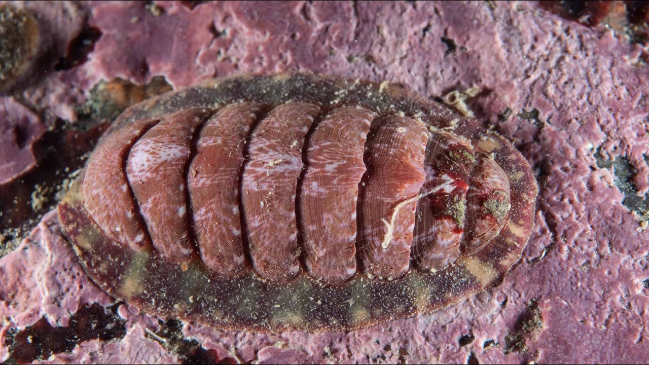 Three Amazing Chiton Facts!| Chiton Predators and Threats| Sea Snails ...