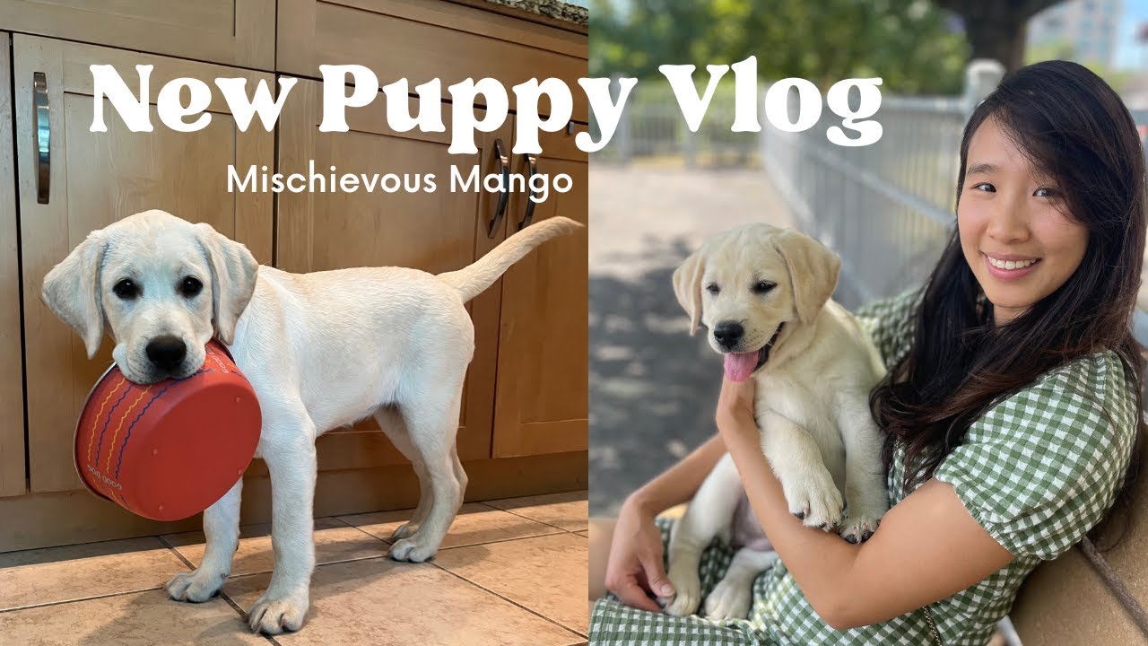 NEW PUPPY Diary | yellow lab mischief compilation, ice cream, training ...