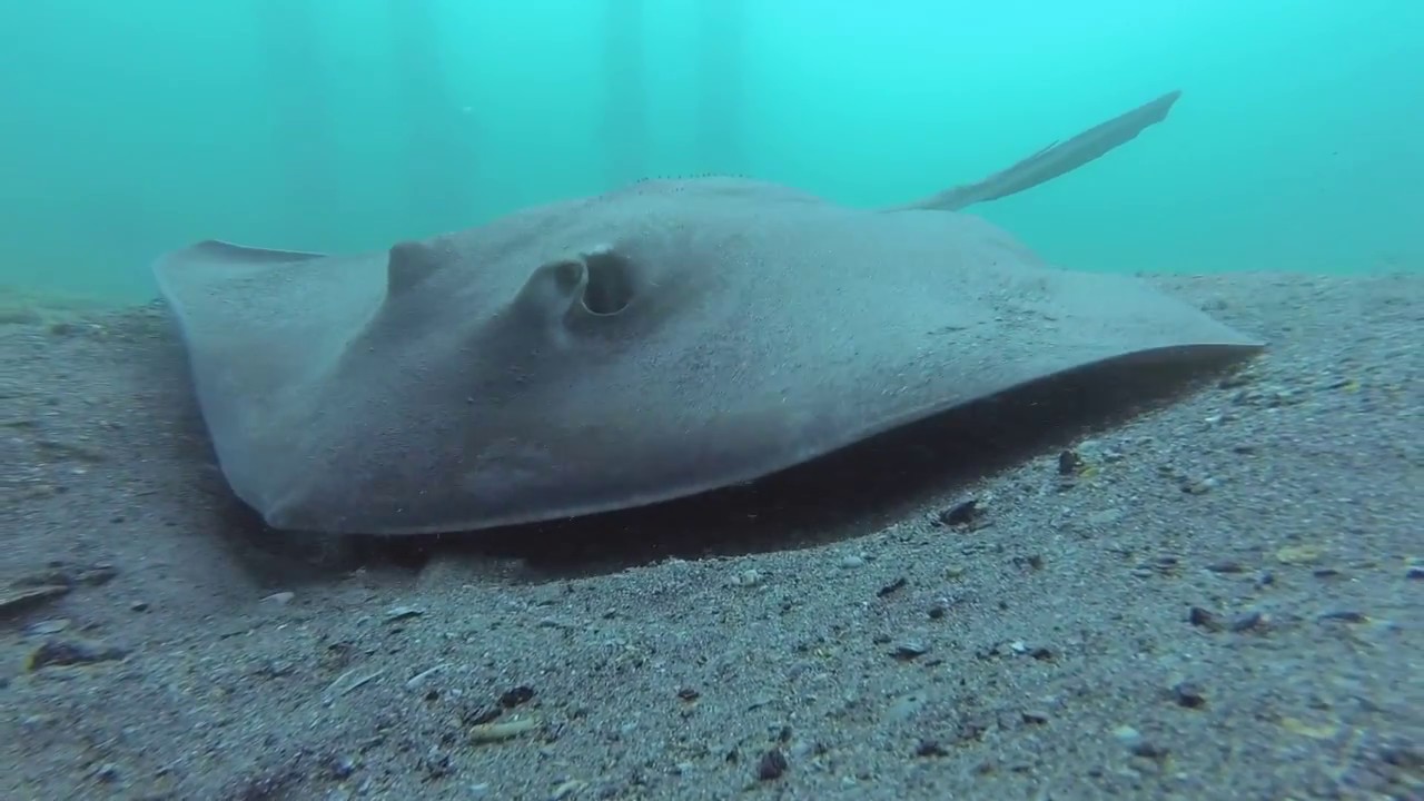 Blue Heron Bridge - 20 mins HD - Florida Scuba Diving - Underwater ...