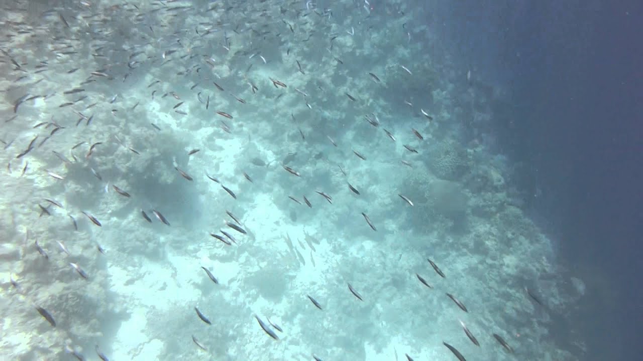 Millions of little blue fish - YouTube