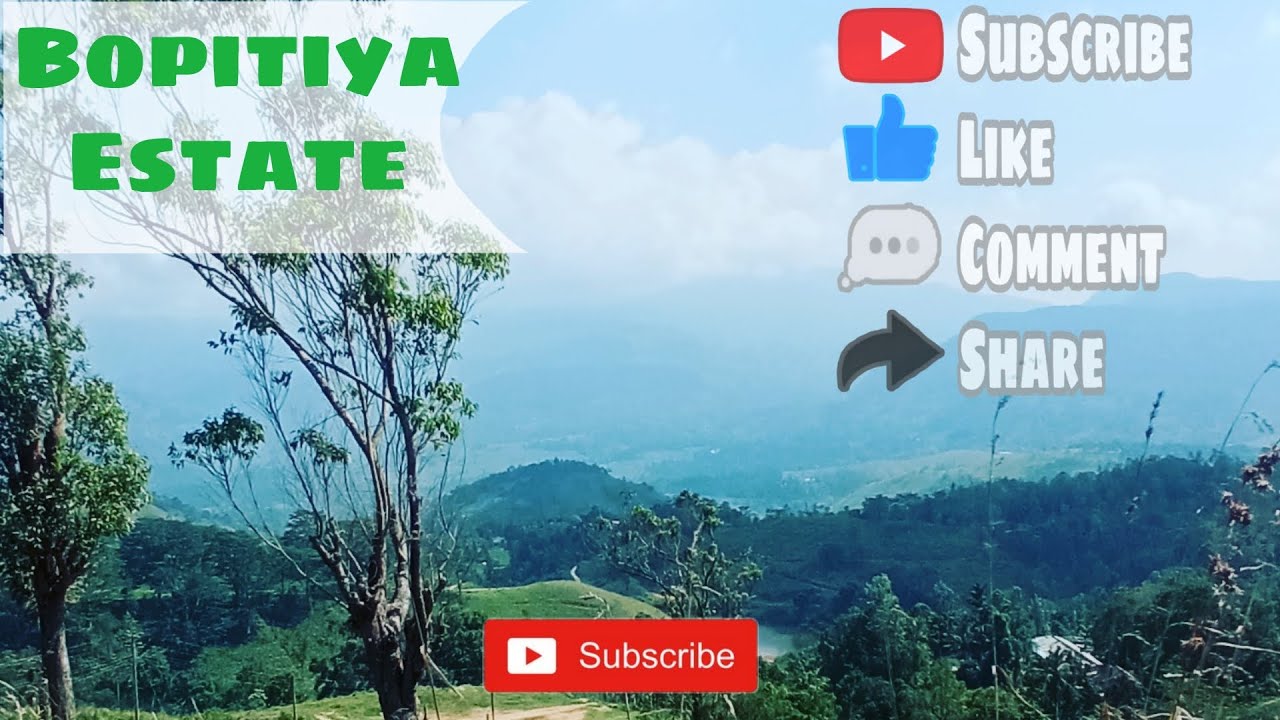 Bopitiya Estate (Delthota) - YouTube