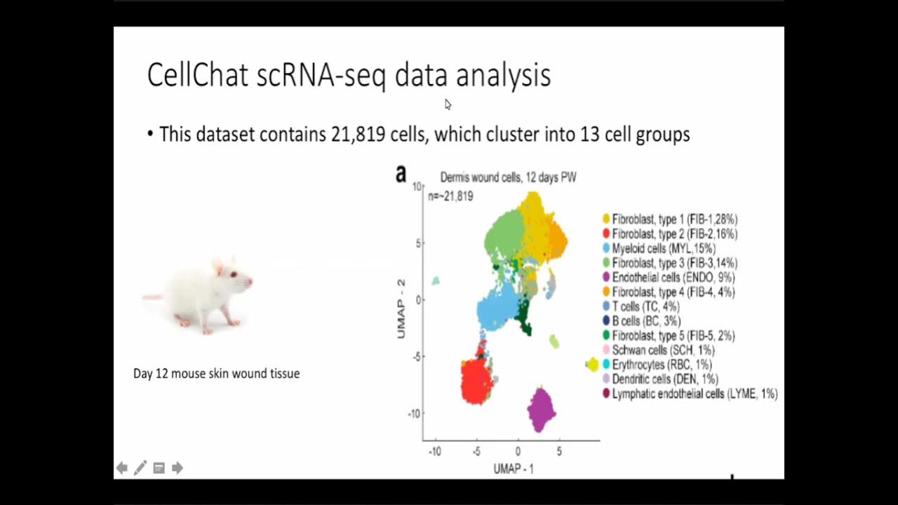 SINGLE CELL DATA ANALYSIS THROUGH CELLCHAT - YouTube