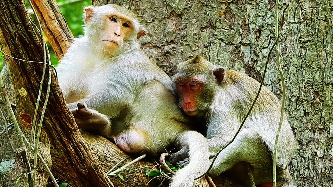 Wonderful...! Documentary of Monkey Jane's Lifestyle | Wildlife of ...