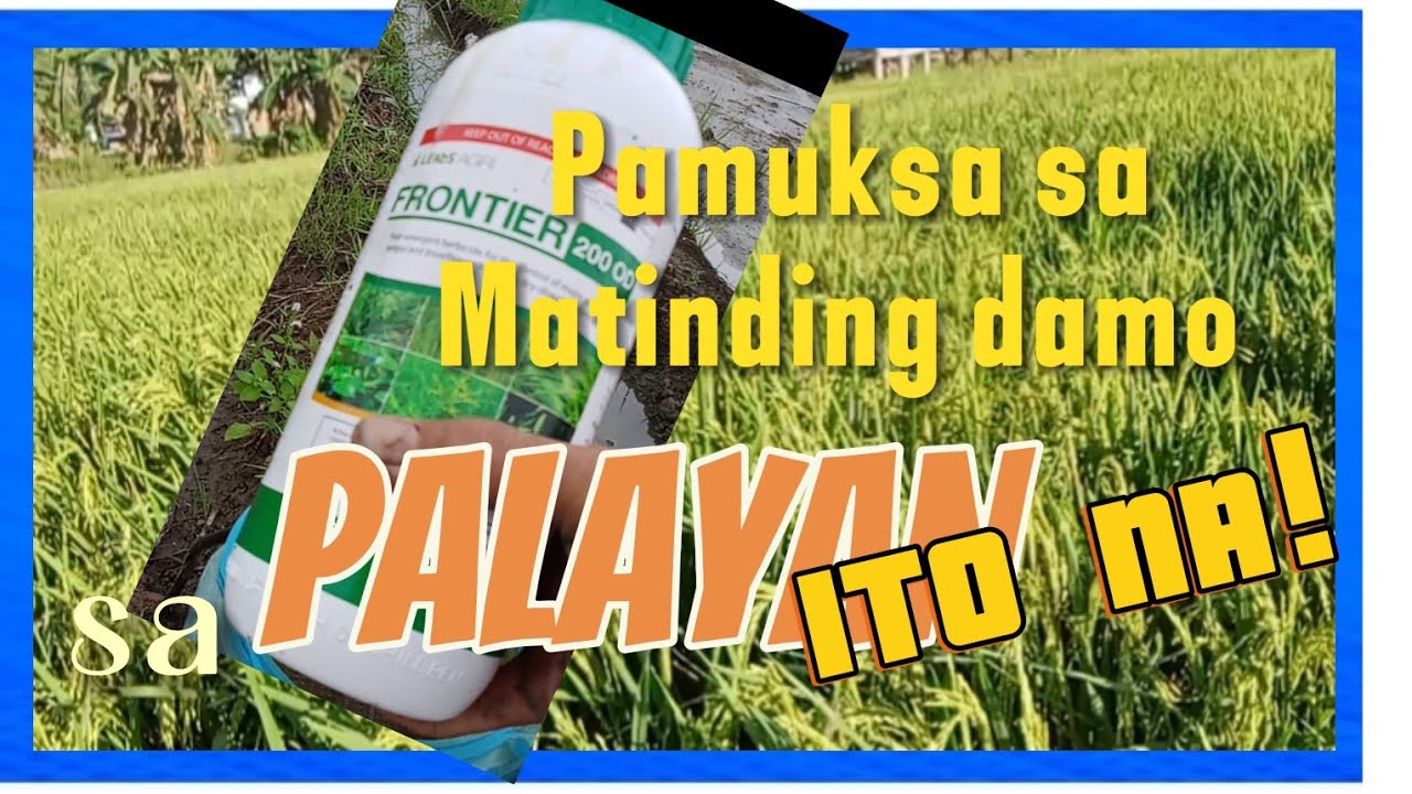 paano puksain ang sarisaring damo sa palayan - YouTube