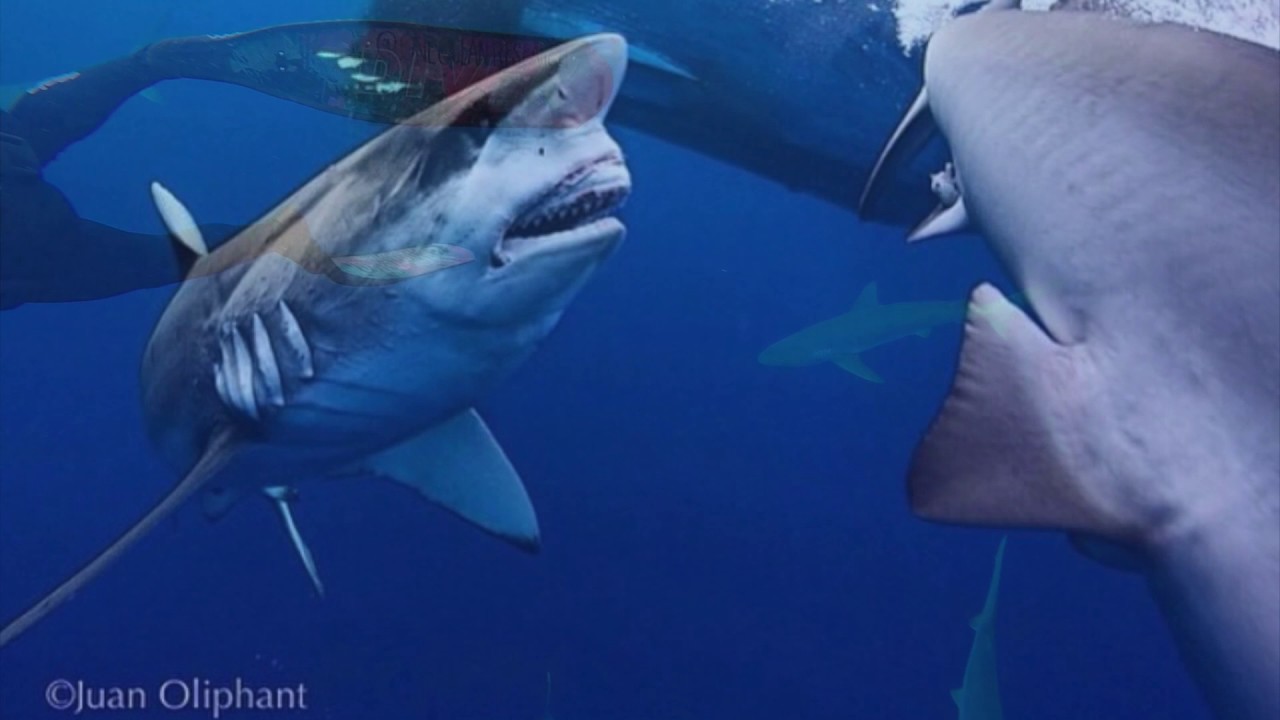 One Ocean Diving - Shark Behavior - YouTube