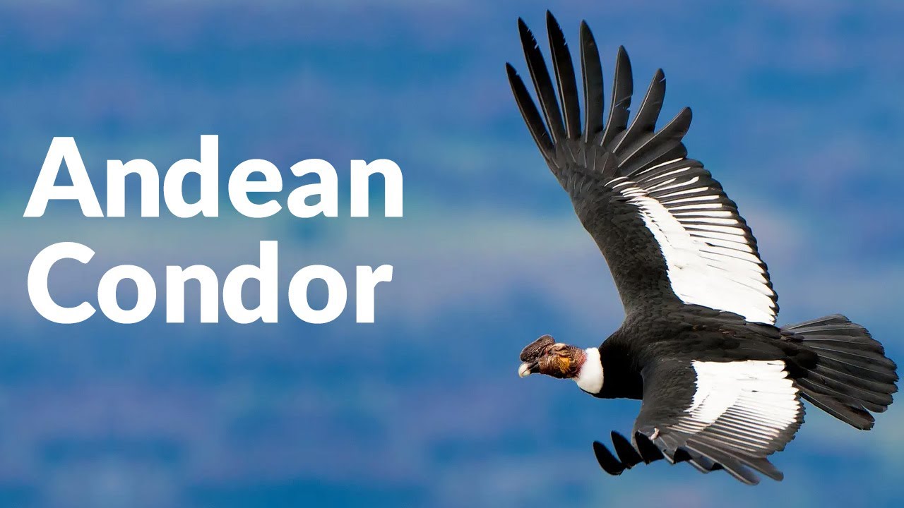 Andean Condor Flying