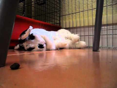 Dead Bunny Flop - YouTube