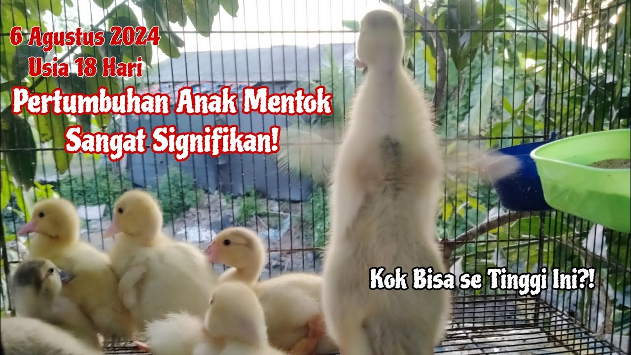 Usia 18 Hari | Anakan Mentok Jumbo Perkembangan Sangat Cepat di Usia ...