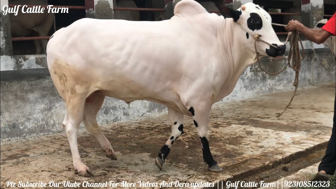 Get Hurry Heavy Dhani Bulls For Sale Collection 2020||Gulf Cattle Farm ...