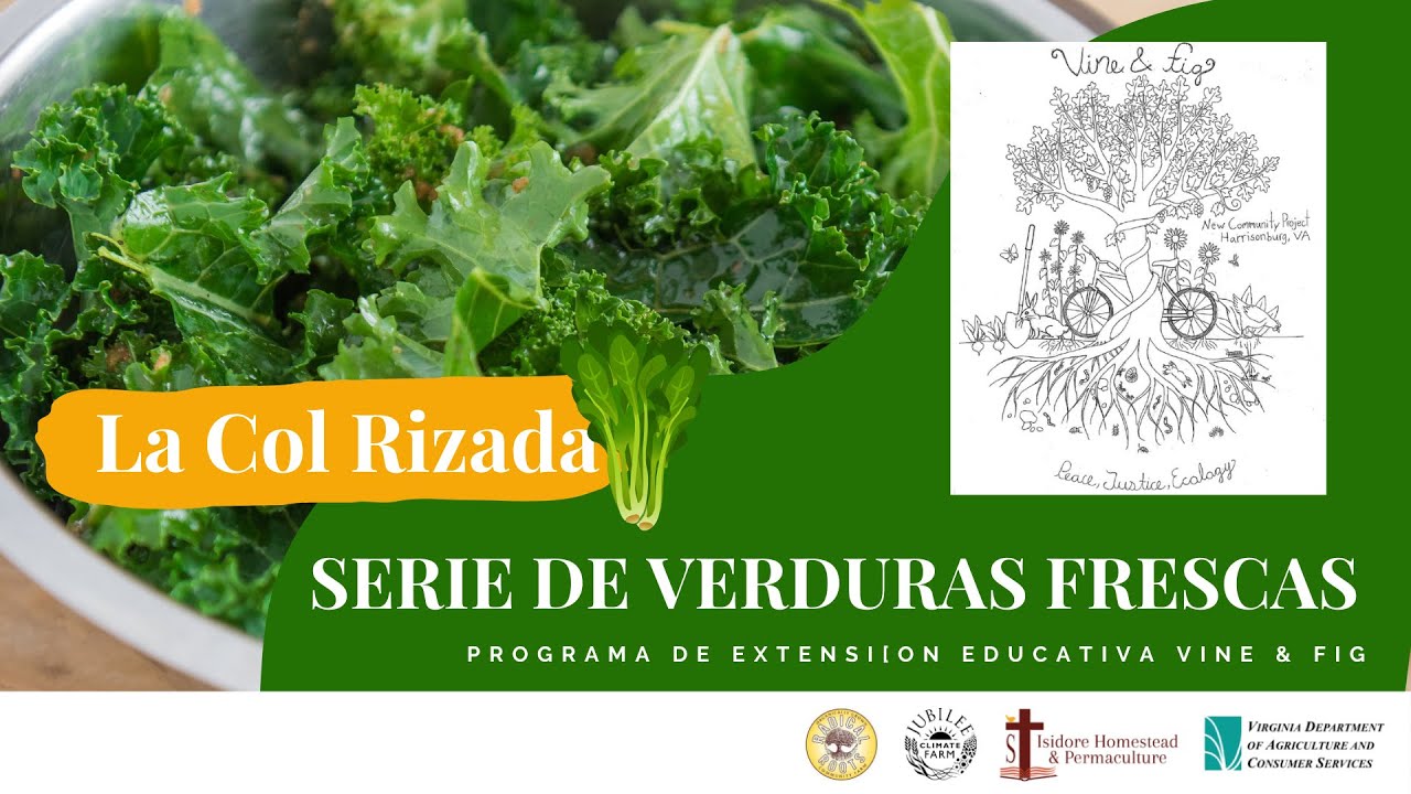 Col Rizada, ¡la cosecha de la semana! - YouTube