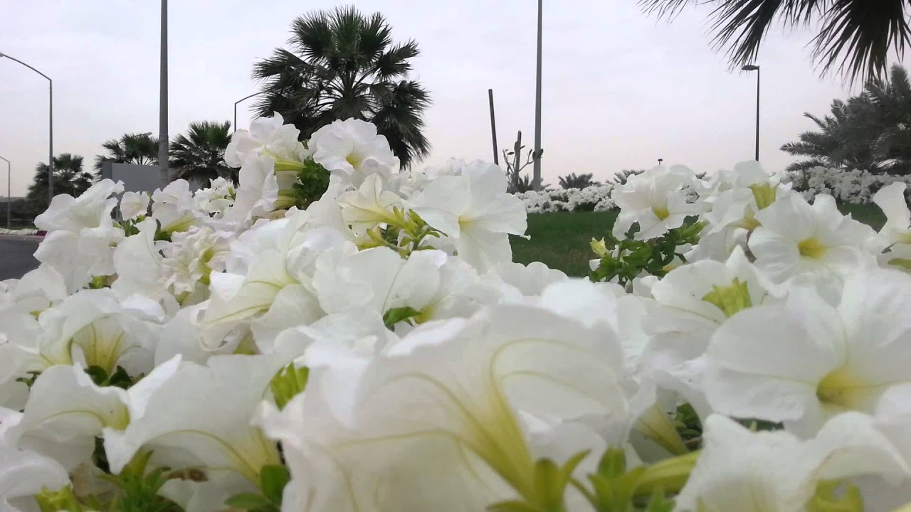 Kuwait Garden - YouTube