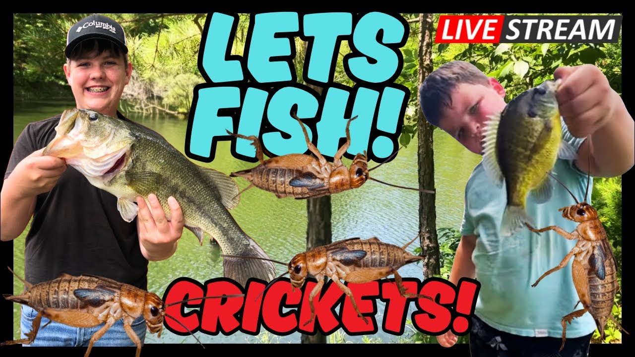 🔴 LIVE 🔴 EPIC PAN FISHING WITH CRICKETS!!! - YouTube