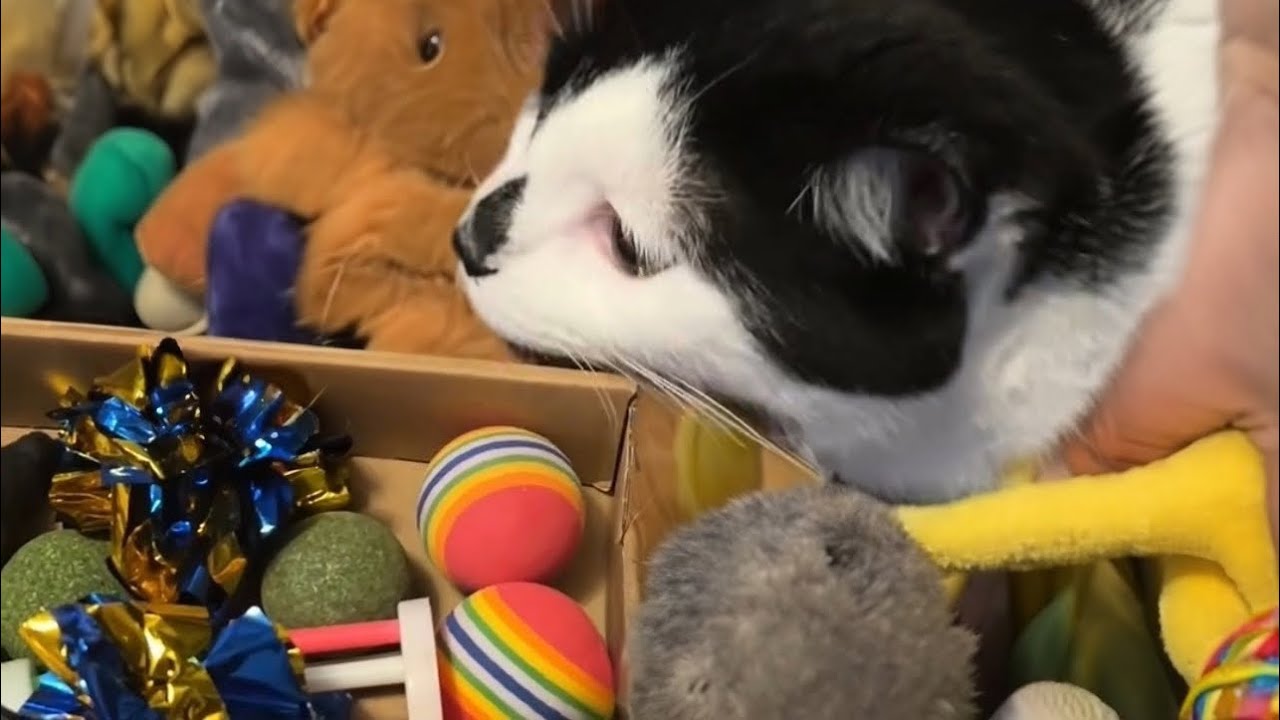 Infinite cat toys! - YouTube