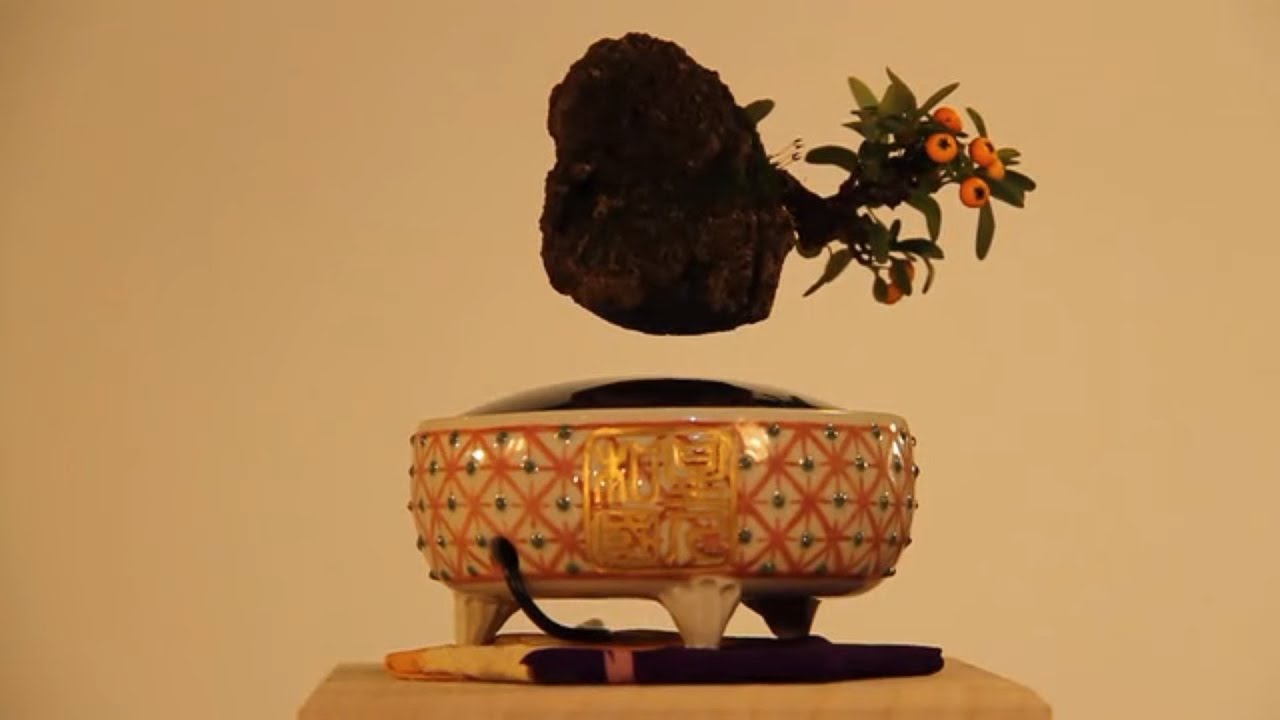 Air Bonsai. Flotan en el aire. Arbolitos que levitan como las islas ...