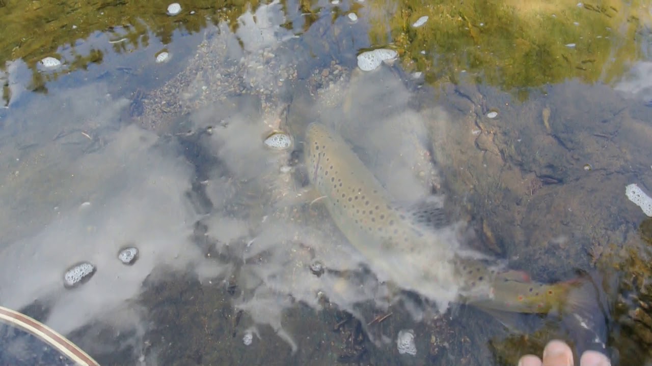 Pastrav indigen Somesul Cald 29.07.2017 - YouTube