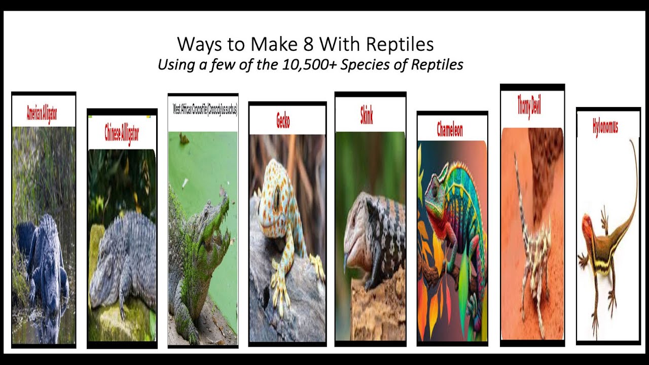 Fun With Numbers by Adding Ways to Make 8 With Reptiles & Reptile Art #1 - YouTube