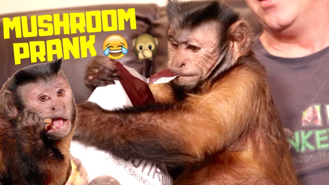 Monkey Mushroom Prank GONE WRONG! (BOO EATS THEM?!) - YouTube