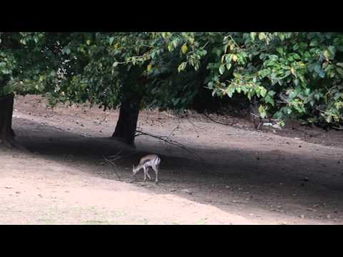 beceriksiz belgeselci Mustafa