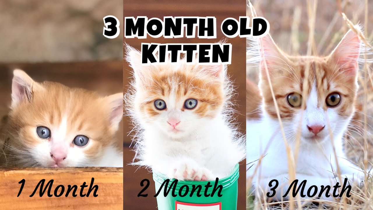 12 WEEKS OLD KITTEN! SHE'S GETTING SO BIG! - YouTube