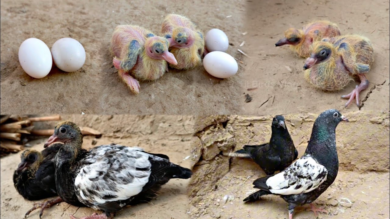 Rampuri Pigeon Breeding Video | Rampuri Pigeon hatching eggs | Rampuri ...